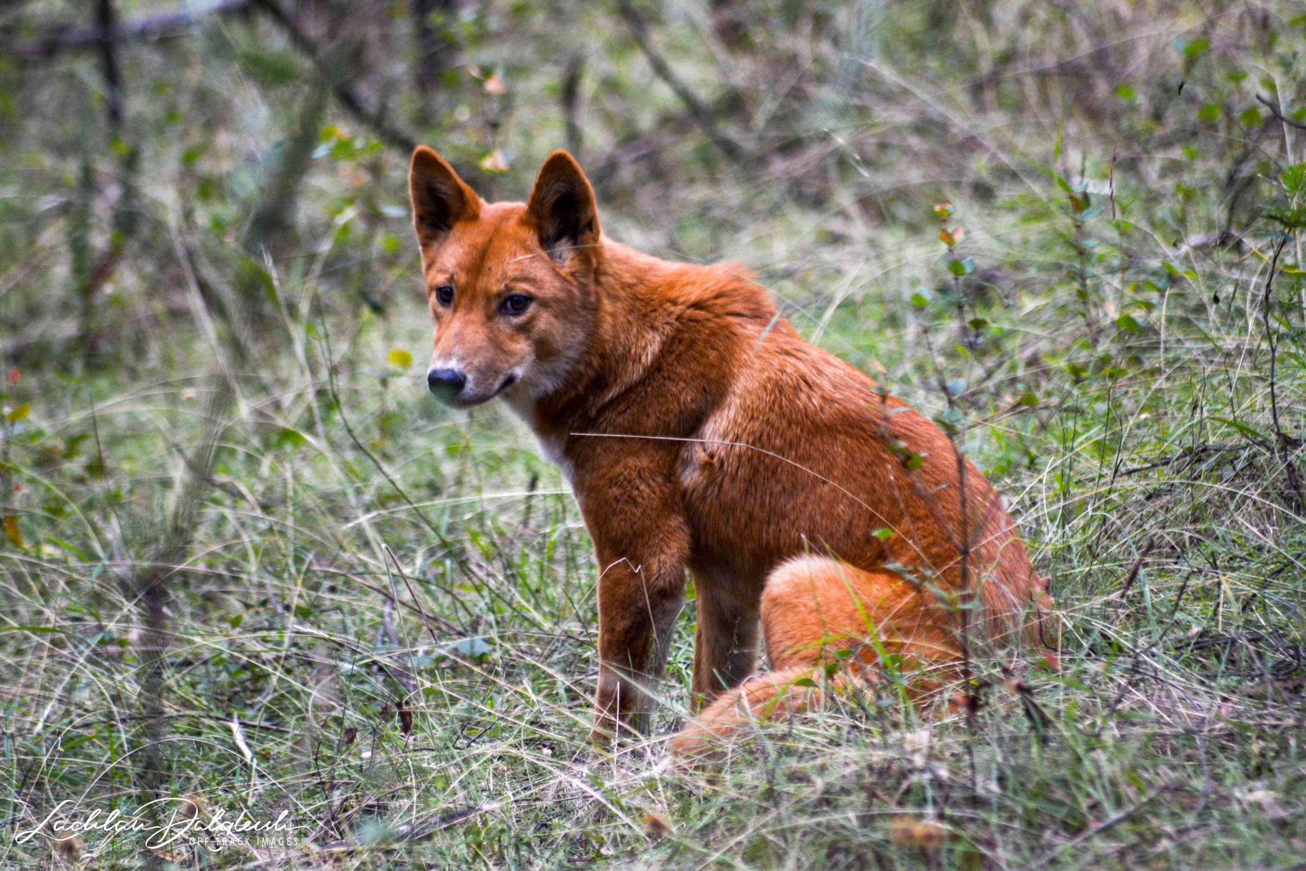 Alpine Dingo Poster Print | Off Track Images